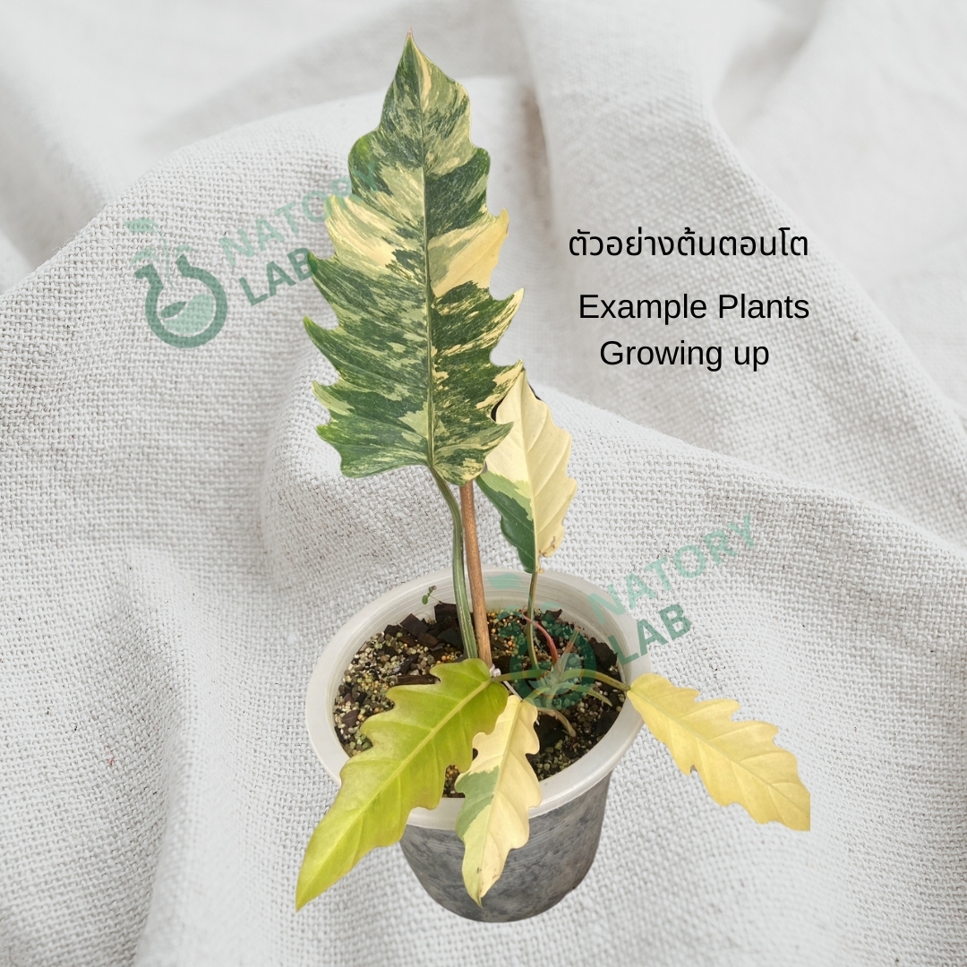 Philodendron Caramel Mabel - NATORY LAB