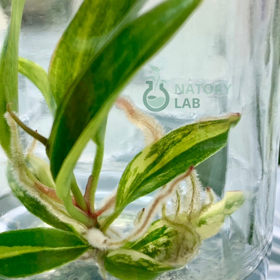 Philodendron Caramel Mabel - NATORY LAB