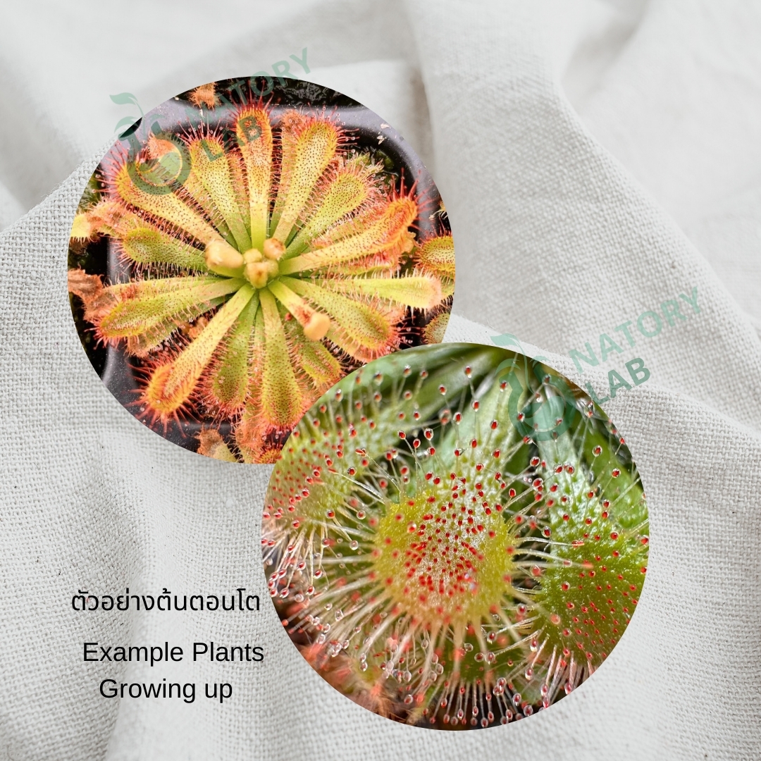 Insect-catch Plants Drosera Spatulata - NATORY LAB