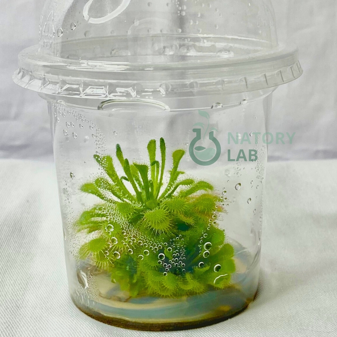 Insect-catch Plants Drosera Spatulata - NATORY LAB