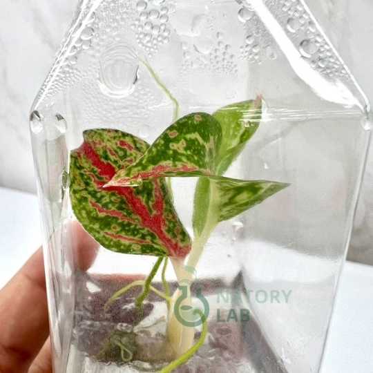 Aglaonema Tiara - NATORY LAB