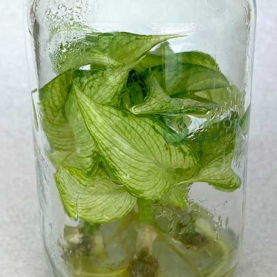 Aglaonema Udomsap - NATORY LAB