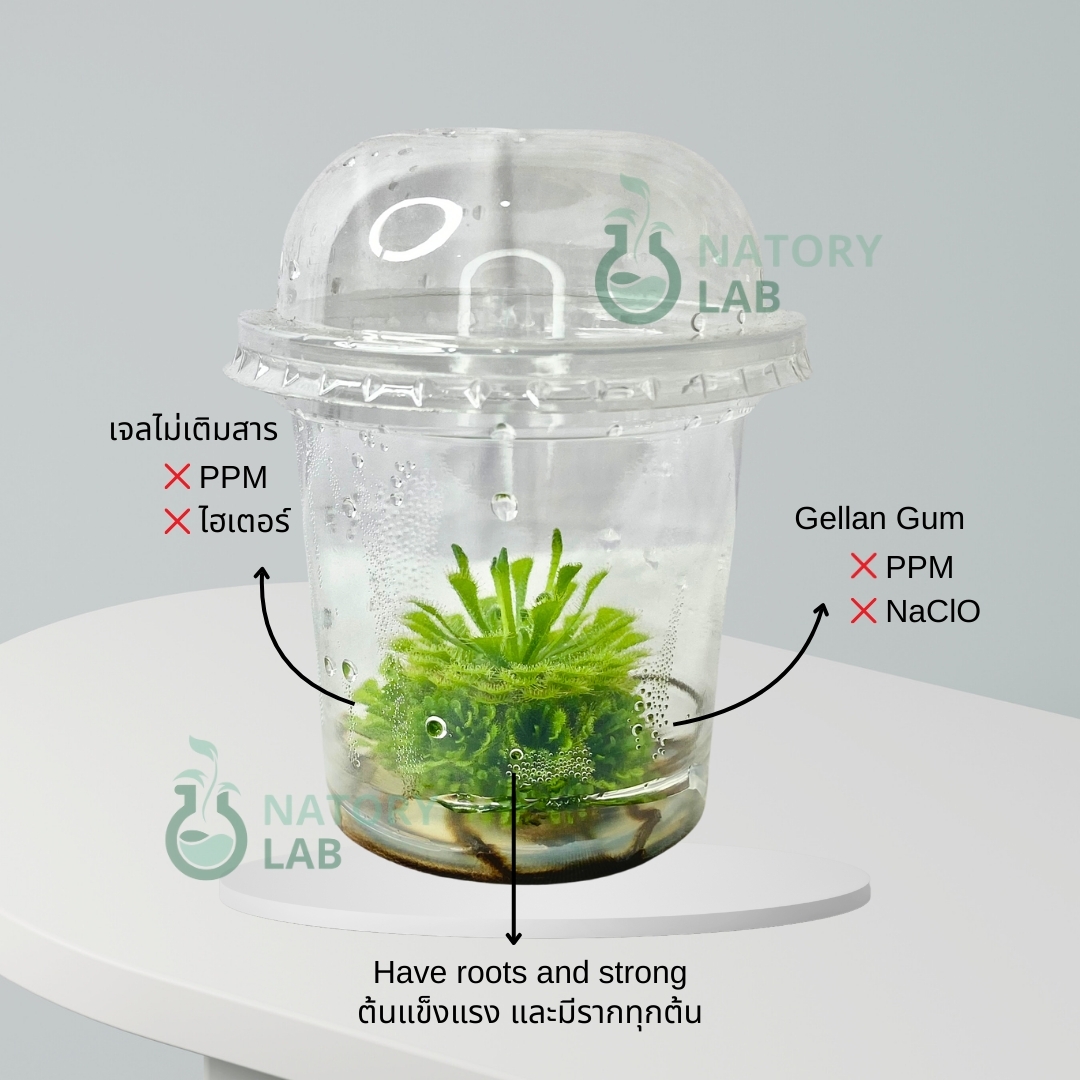Insect-catch Plants Drosera Spatulata - NATORY LAB