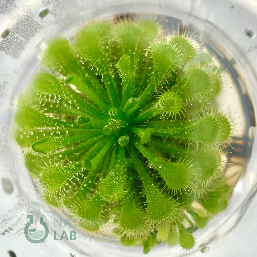 Insect-catch Plants Drosera Spatulata - NATORY LAB