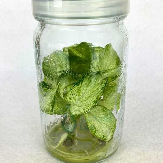 Aglaonema Udomsap - NATORY LAB